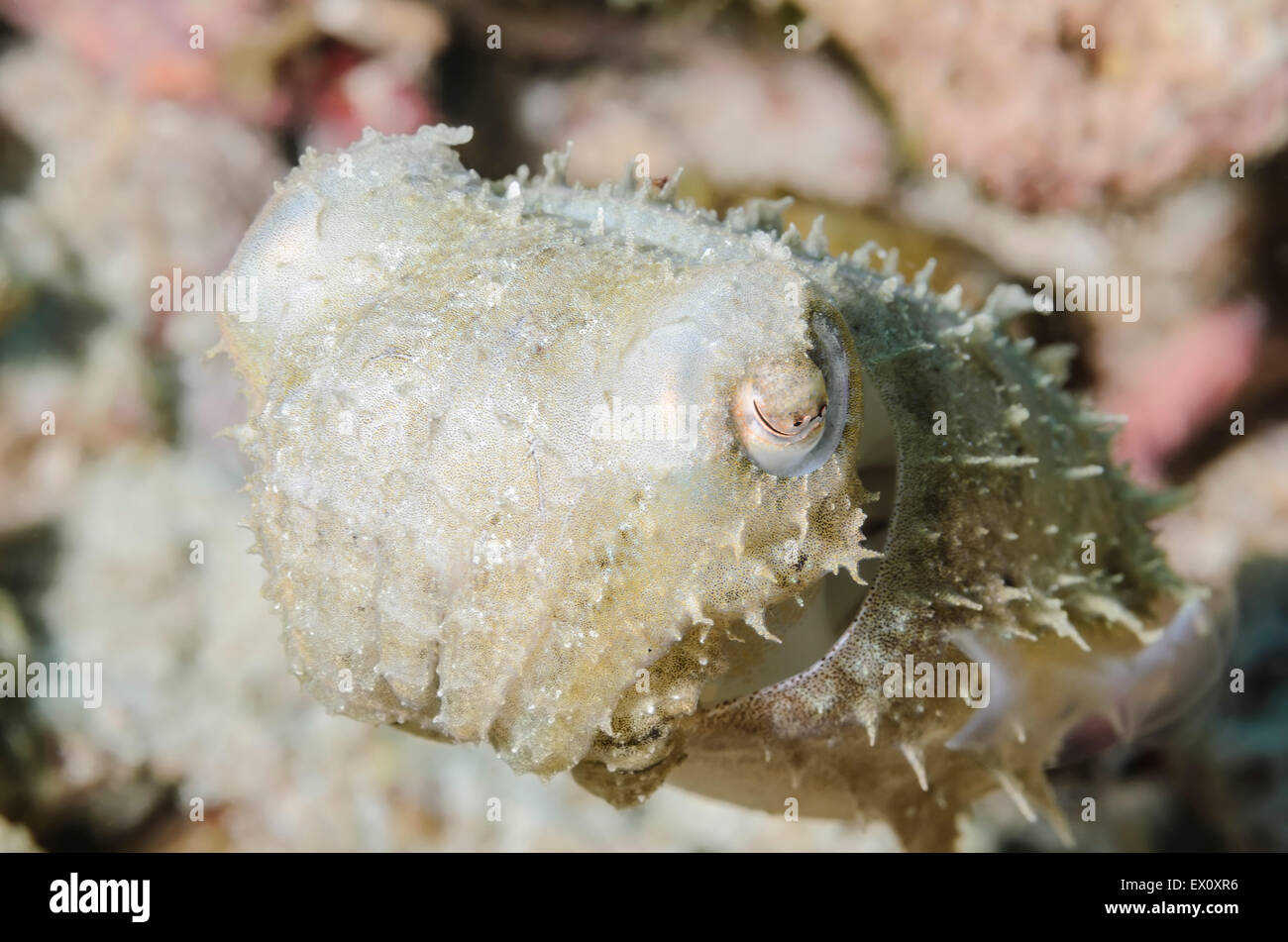 Dwarf cuttlefish, Ascarosepion bandense, Anilao, Batangas, Philippines ...