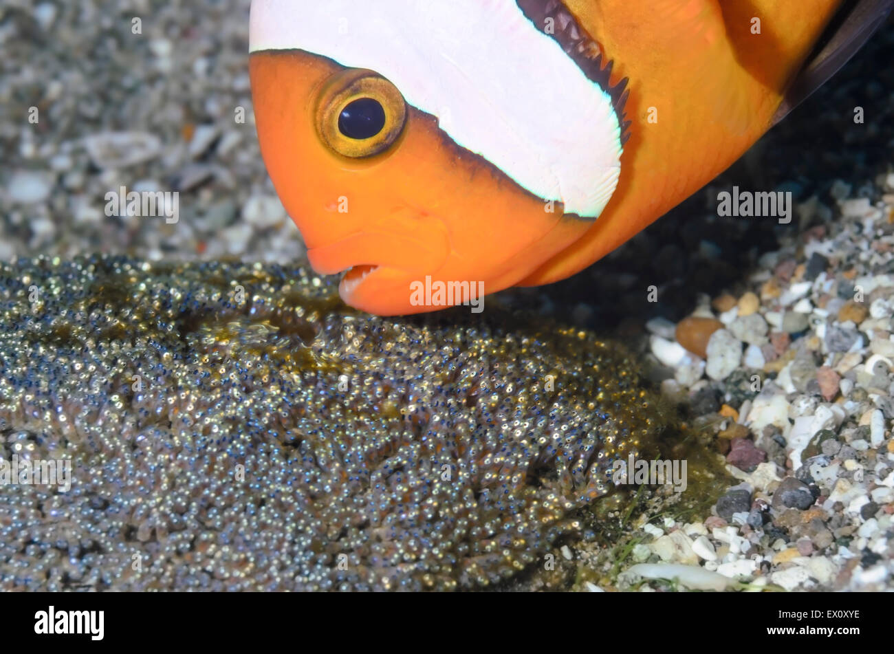 Orange-finned anemonefish and eggs, Amphiprion chrysopterus, Anilao ...