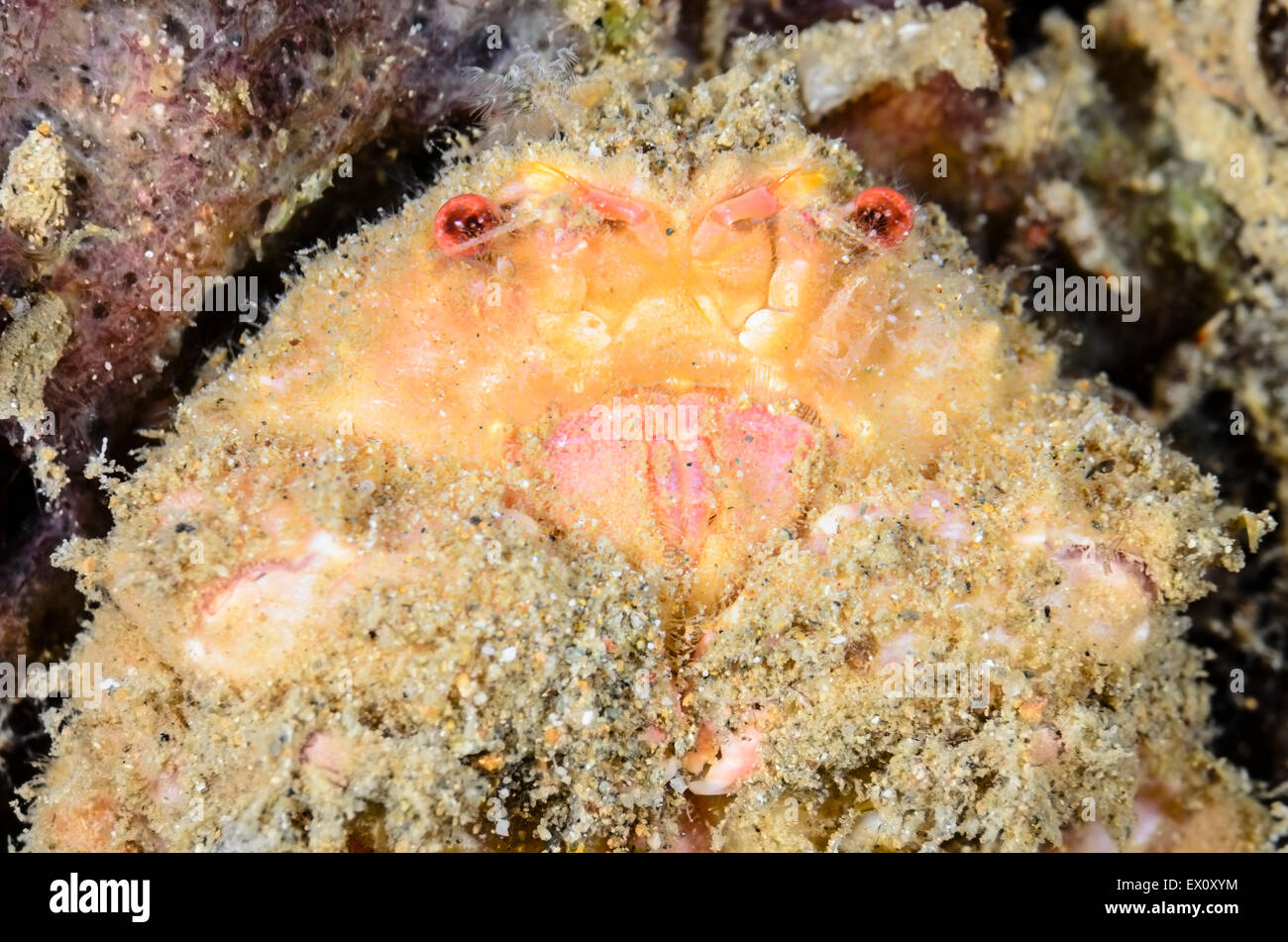 Grumpy sponge crab, Mclaydromia dubia, Anilao, Batangas, Philippines ...