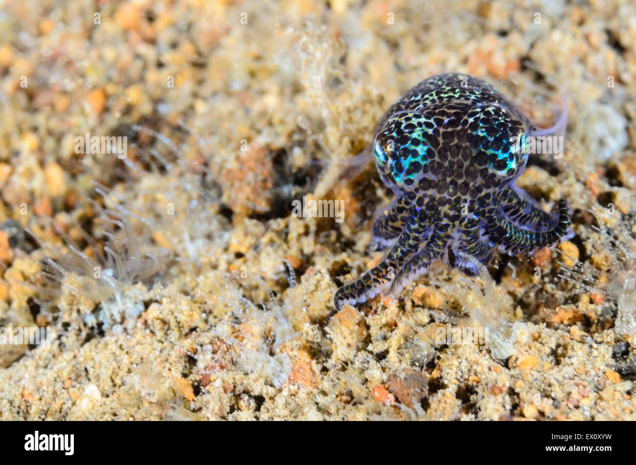 Berry's Bobtail squid, Euprymna berryi, Anilao, Batangas, Philippines ...