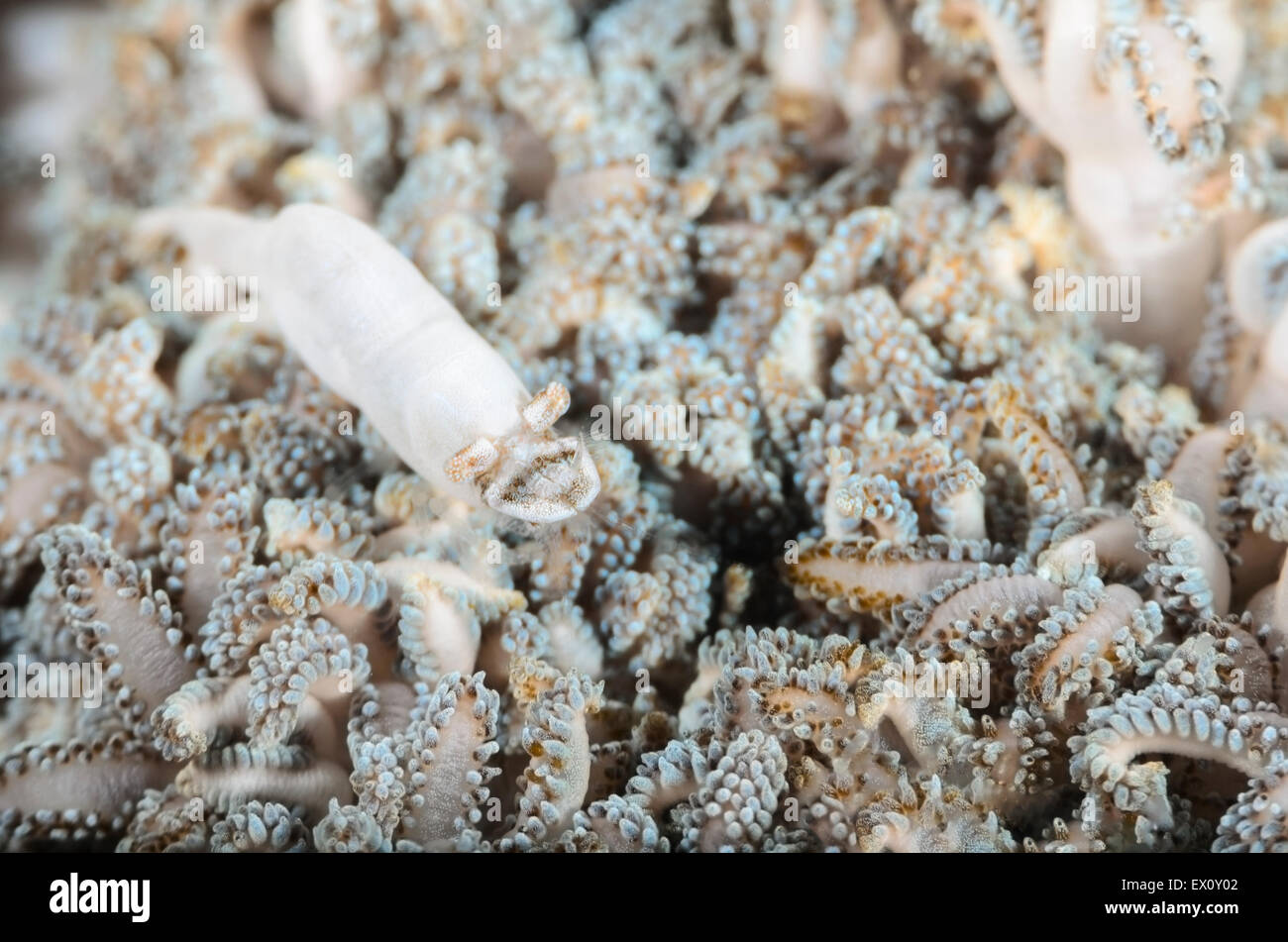Xenia coral shrimp, Hippolyte commensalis, Anilao, Batangas ...