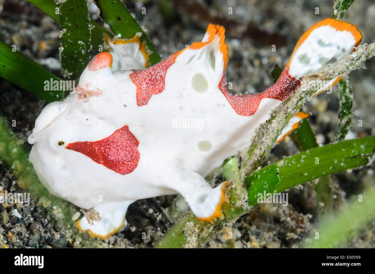 juvenile Warty frogfish, Antennarius maculatus, Anilao, Batangas ...