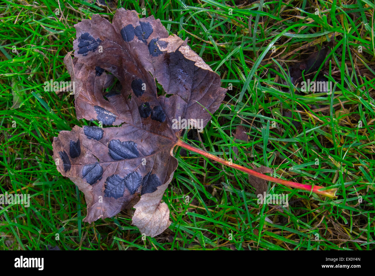 Decaying Grass Stock Photos & Decaying Grass Stock Images - Alamy