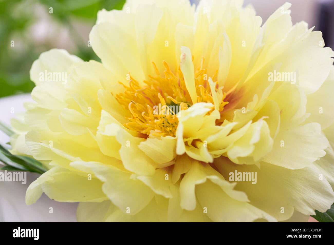 Yellow peony hi-res stock photography and images - Alamy