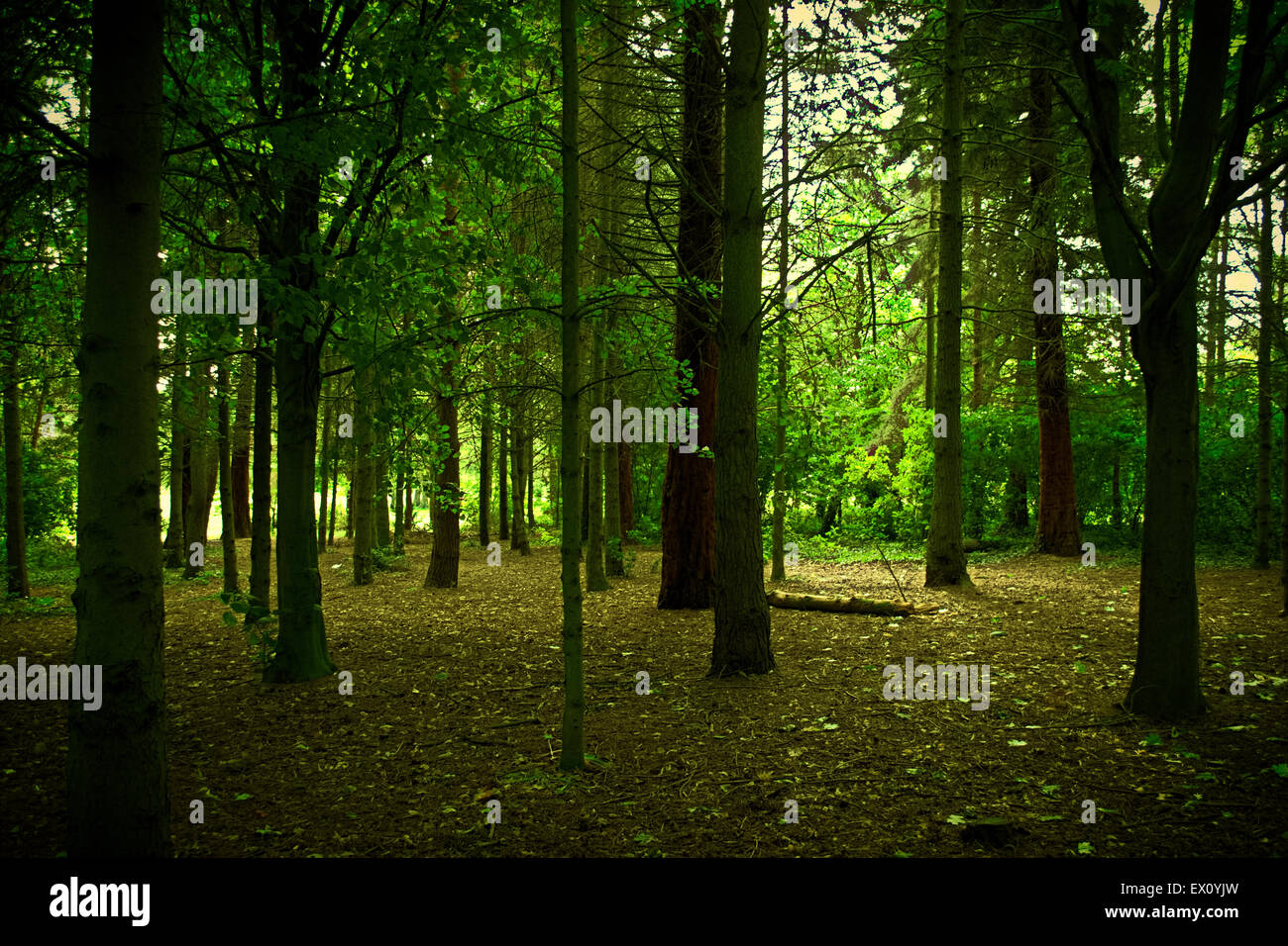 Trees in green hi-res stock photography and images - Alamy