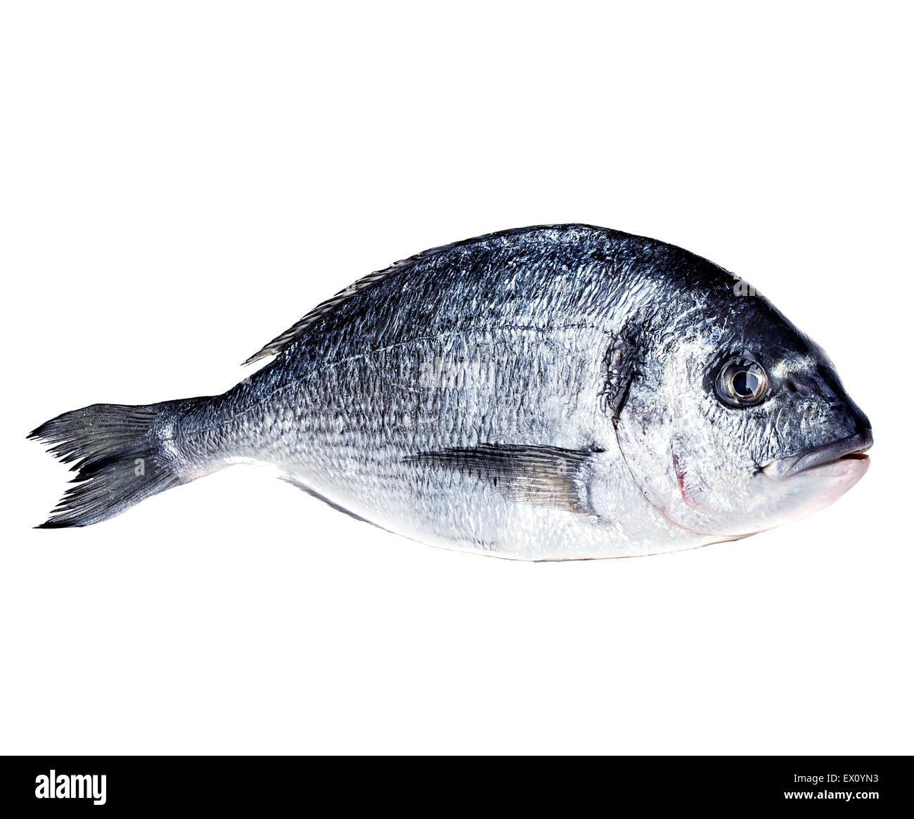 Dorado fish isolated on white background Stock Photo - Alamy