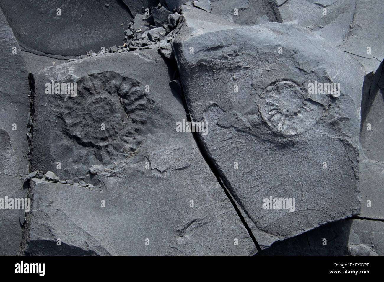 Jurassic coast dorset fossils hi-res stock photography and images - Alamy