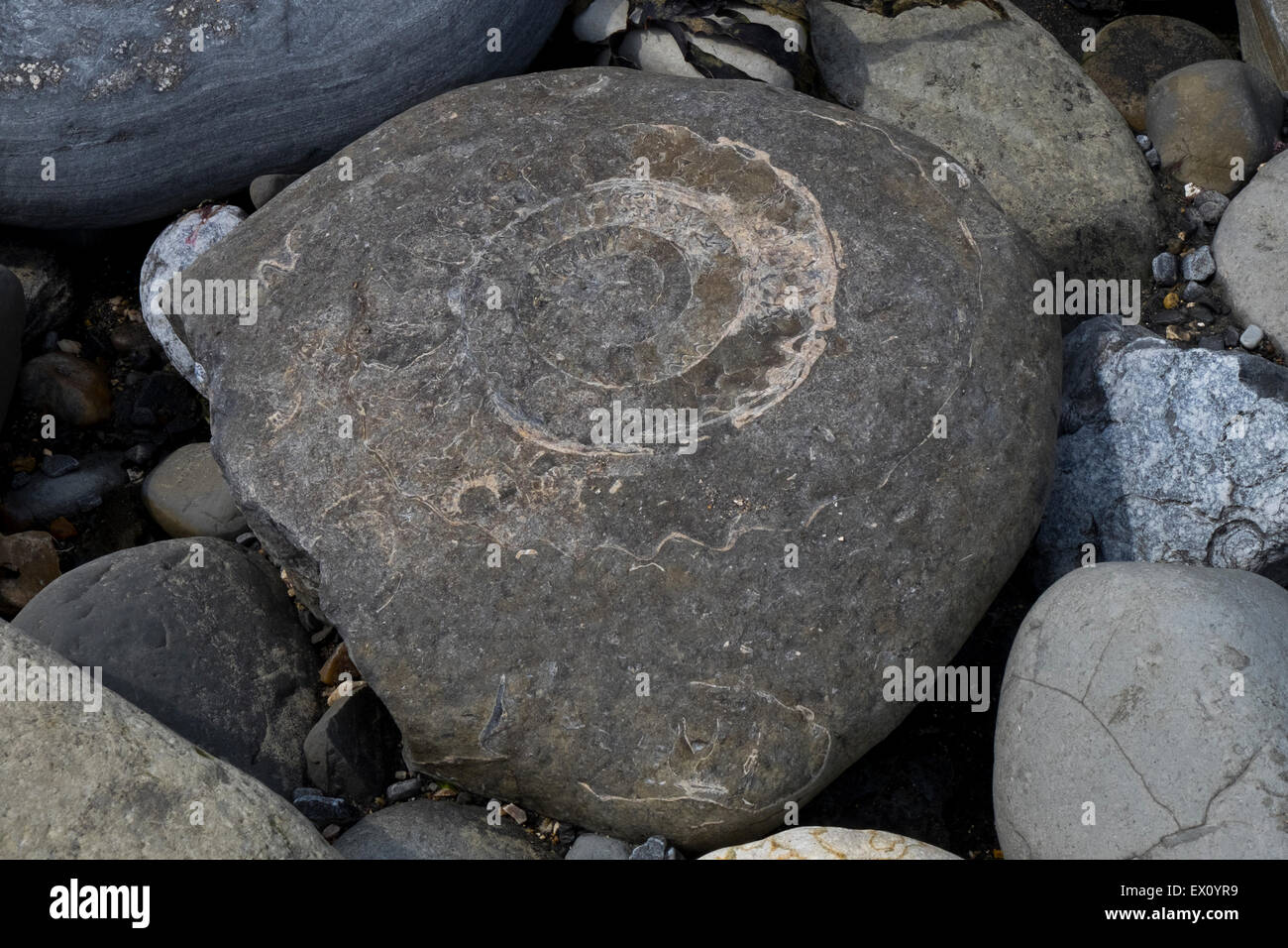 Jurassic coast dorset fossils hi-res stock photography and images - Alamy