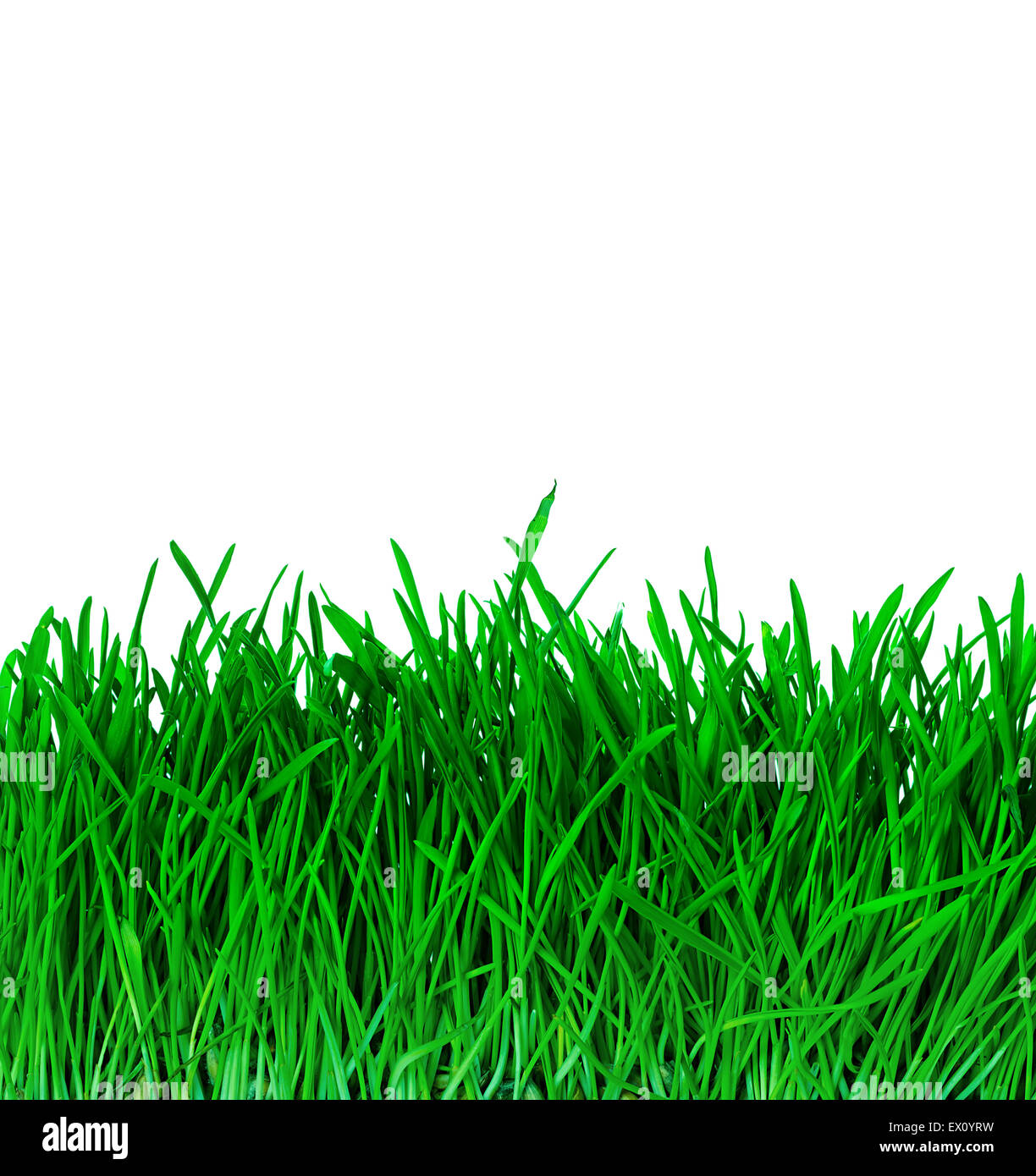 Long grass background hi-res stock photography and images - Alamy