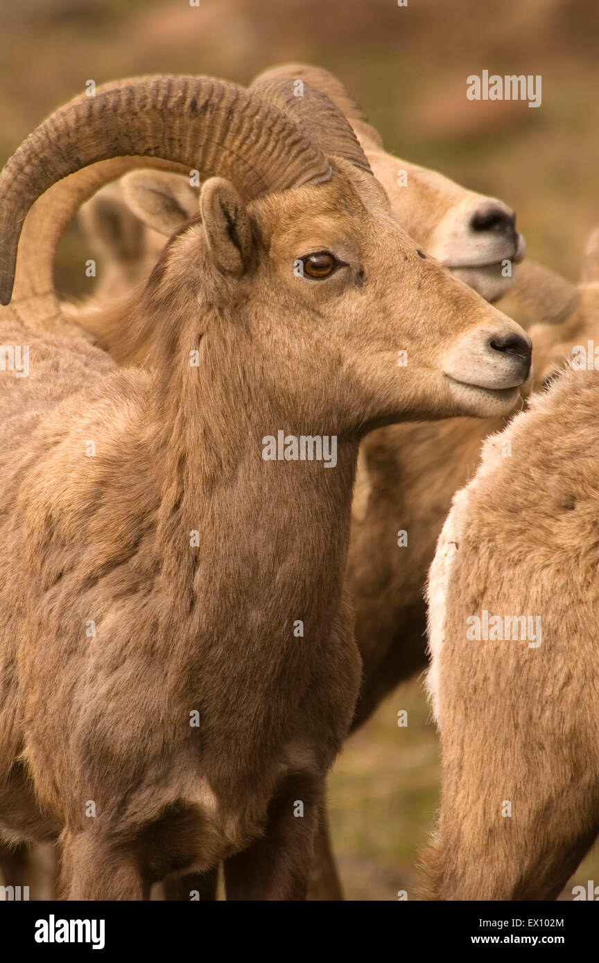 Bighorn sheep, Oak Creek Wildlife Area, Washington Stock Photo - Alamy
