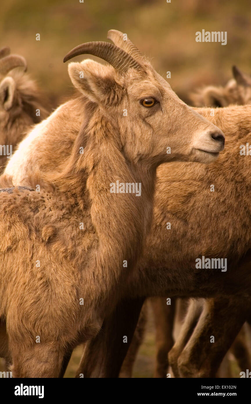Bighorn sheep, Oak Creek Wildlife Area, Washington Stock Photo - Alamy