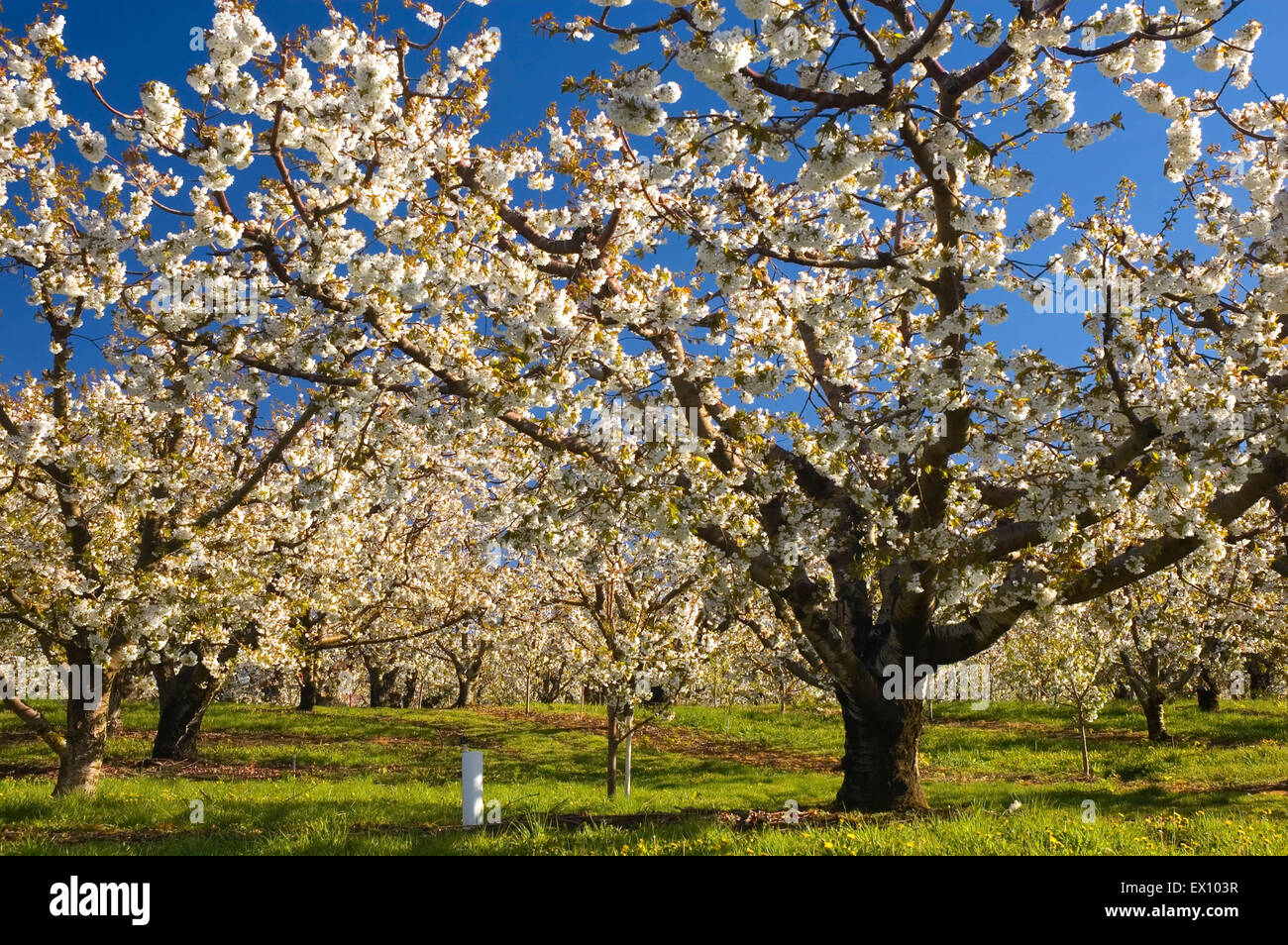 Cherry Orchard In Bloom
