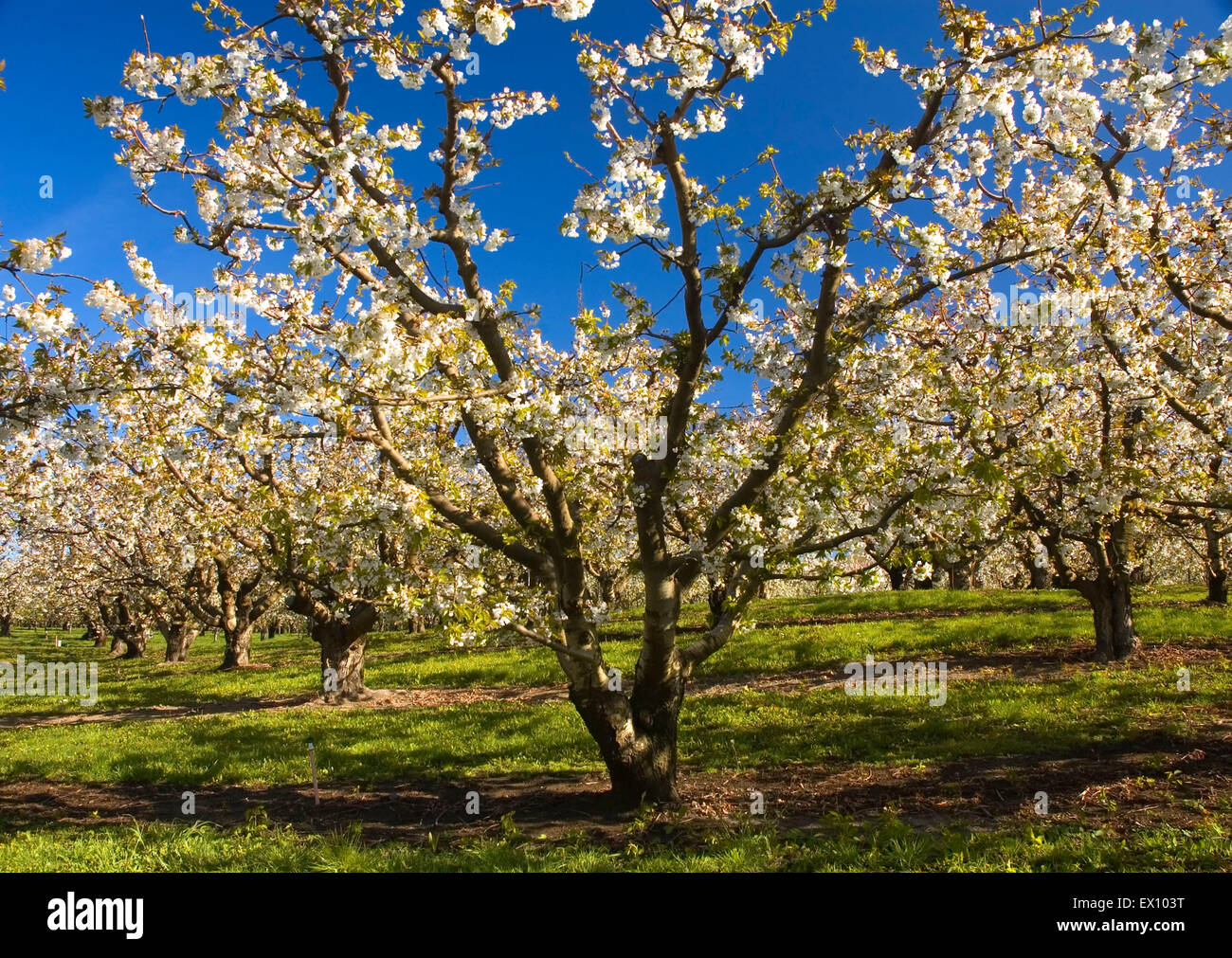Cherry orchard in bloom, Yakima County, Washington Stock Photo - Alamy