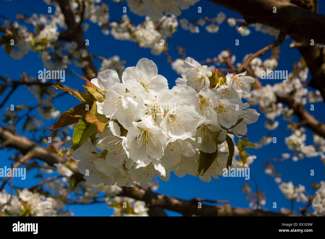 Cherry orchard in bloom, Yakima County, Washington Stock Photo - Alamy