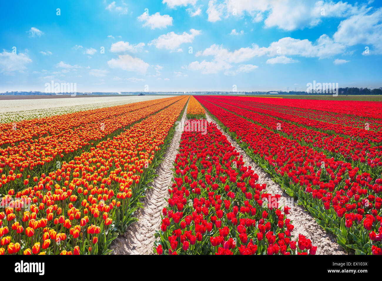 Beautiful tulip field rows hi-res stock photography and images - Alamy