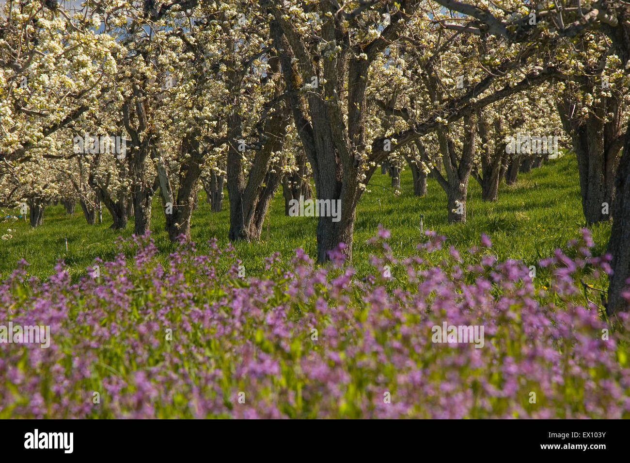 Cherry orchard in bloom, Yakima County, Washington Stock Photo - Alamy