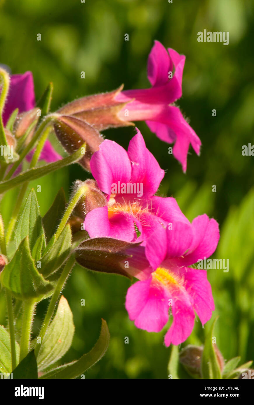 Lewis monkey flower hi-res stock photography and images - Alamy