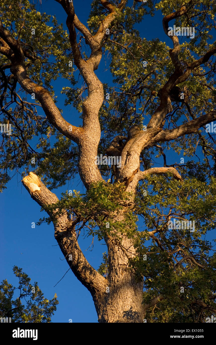 Oak, Fort Simcoe State Park, Yakama Indian Reservation, Washington ...