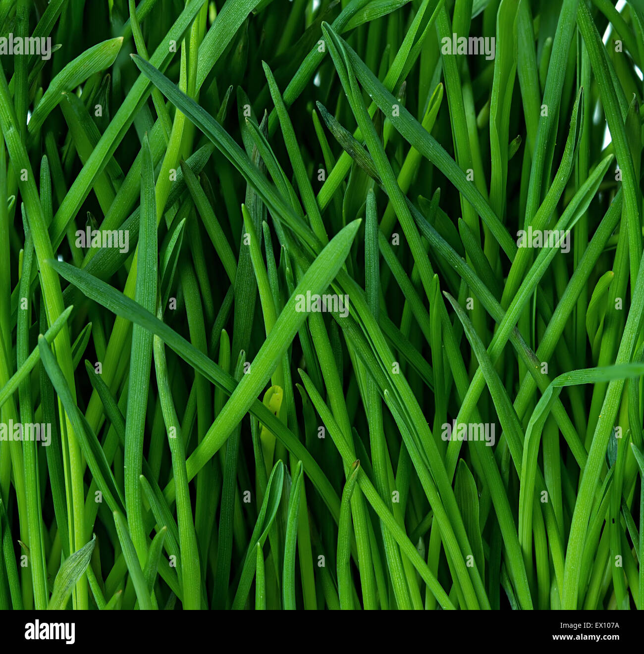 Green grass background Stock Photo - Alamy