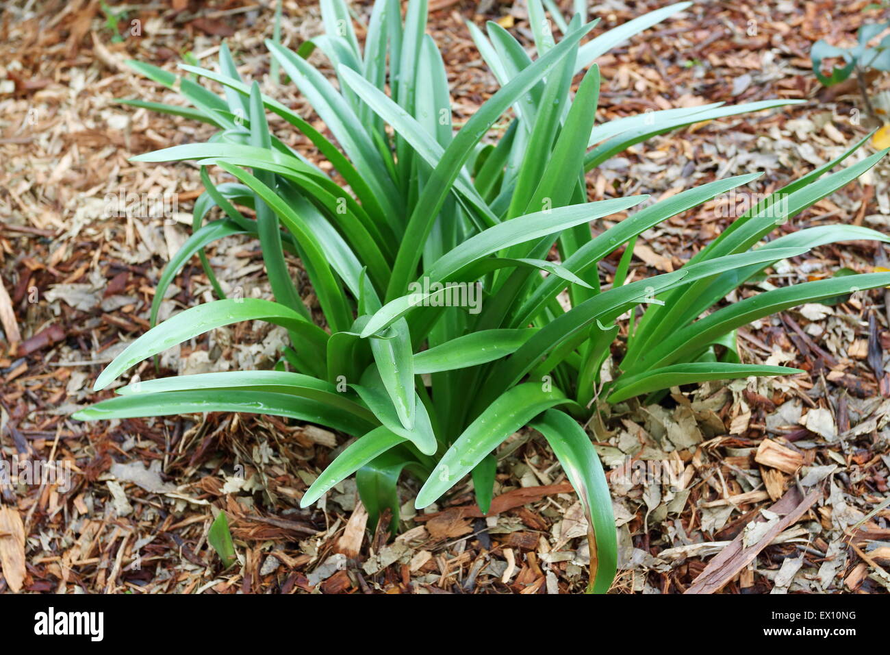 Healthy looking Amaryllis belladonna lily plants on the mulched ground ...