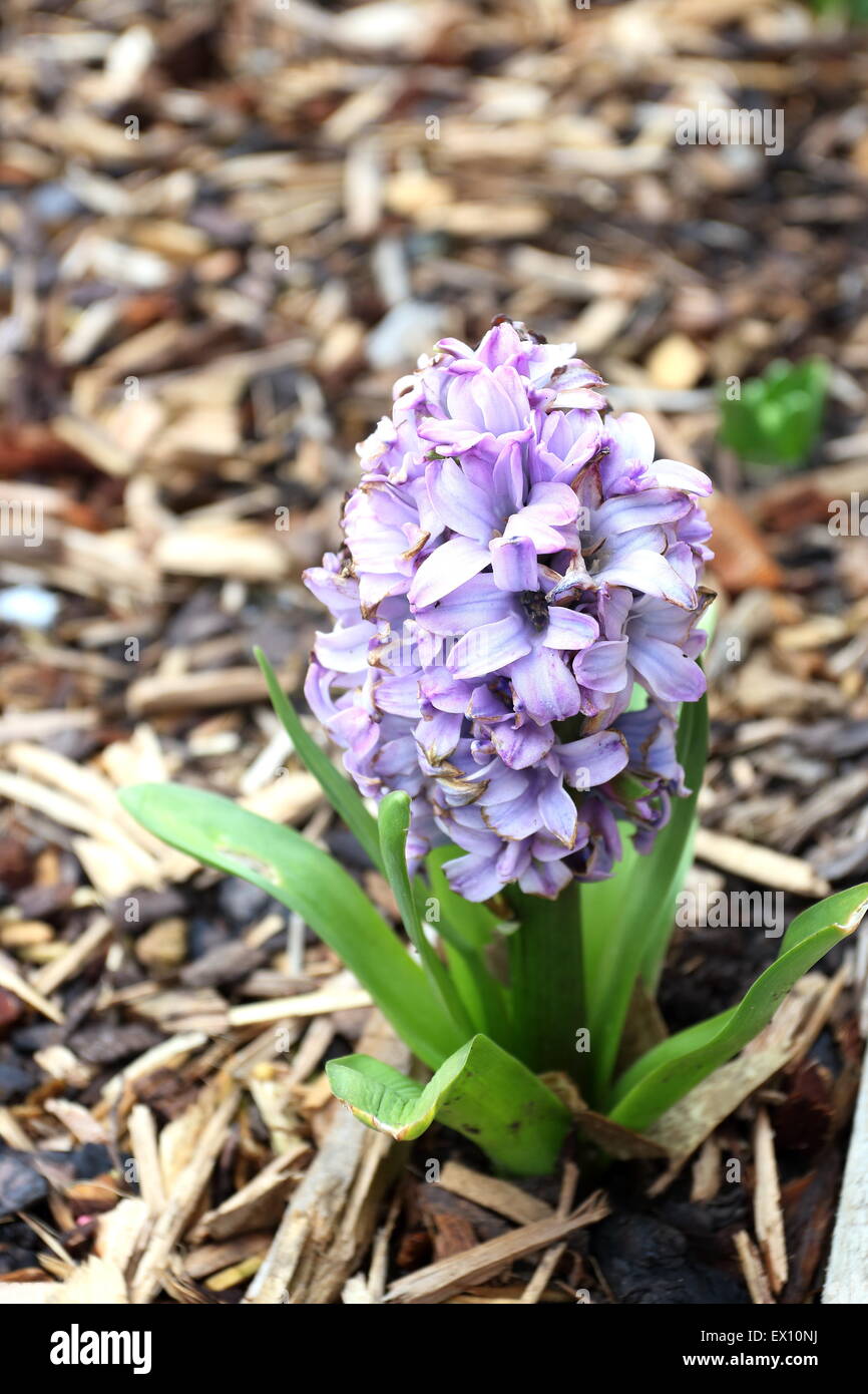 Detail purple hyacinth hyacinthus orientalis hi-res stock photography and images - Alamy