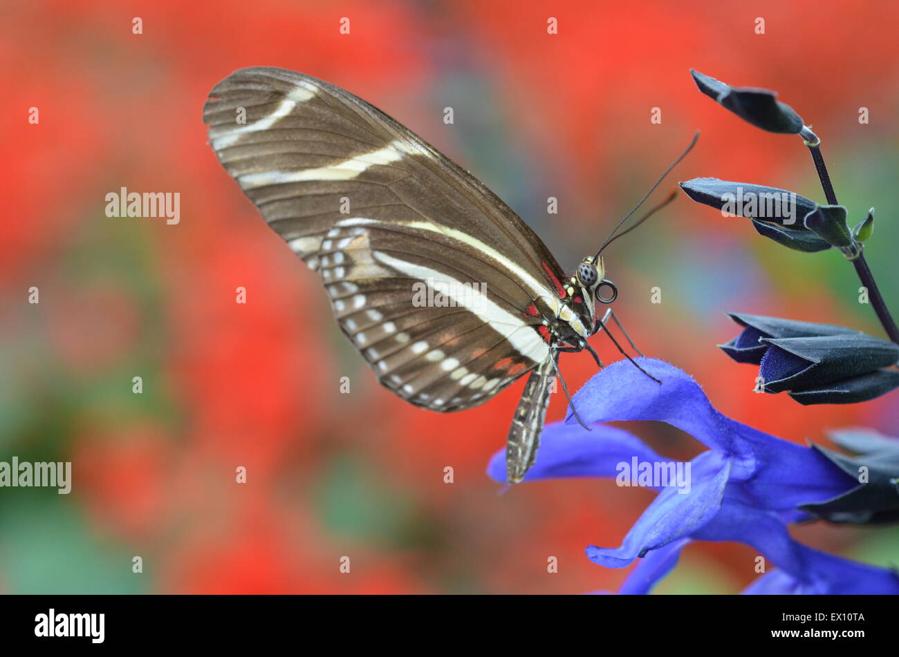 Picture Butterfly High Resolution Stock Photography and Images - Alamy