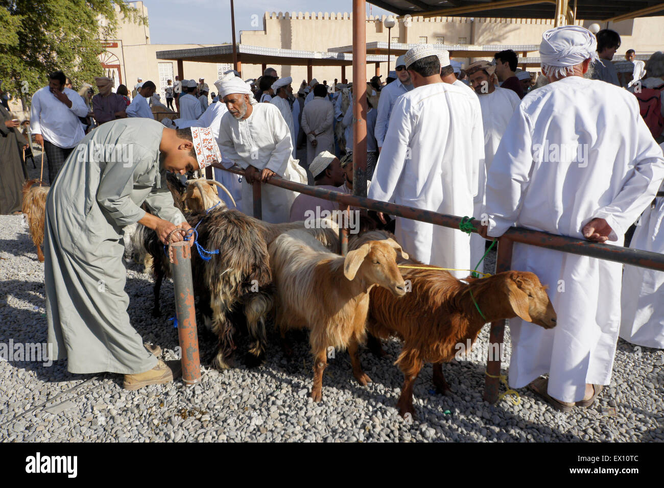 Buying and selling goats at weekly animal market in Nizwa, Oman Stock ...