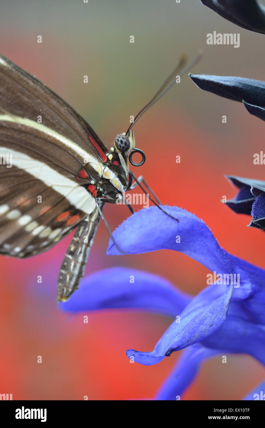 Close up of a butterfly Stock Photo - Alamy