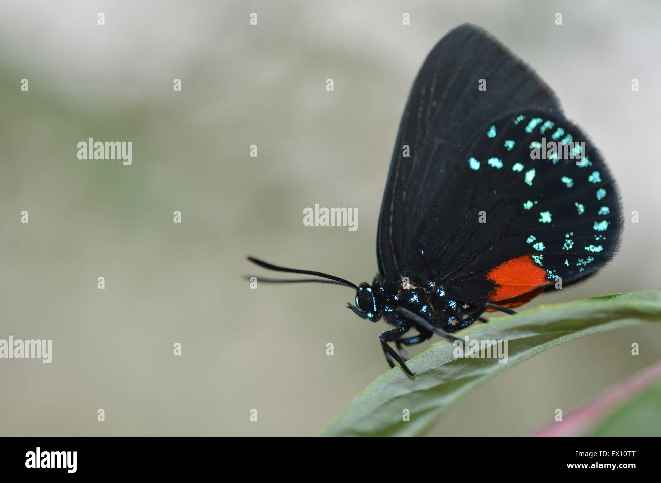 Atala hi-res stock photography and images - Alamy