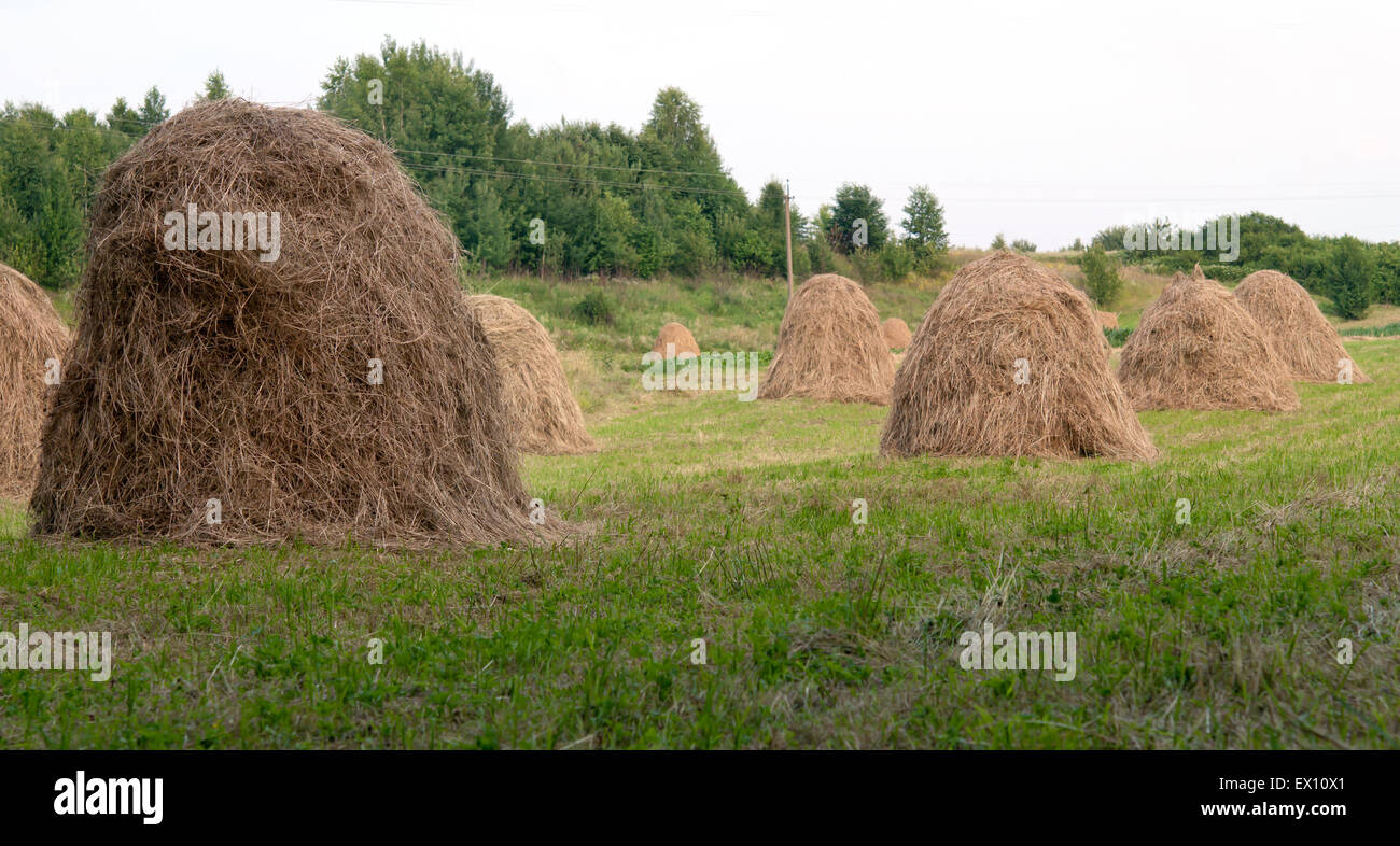 dry hay bale on green meadow Stock Photo - Alamy
