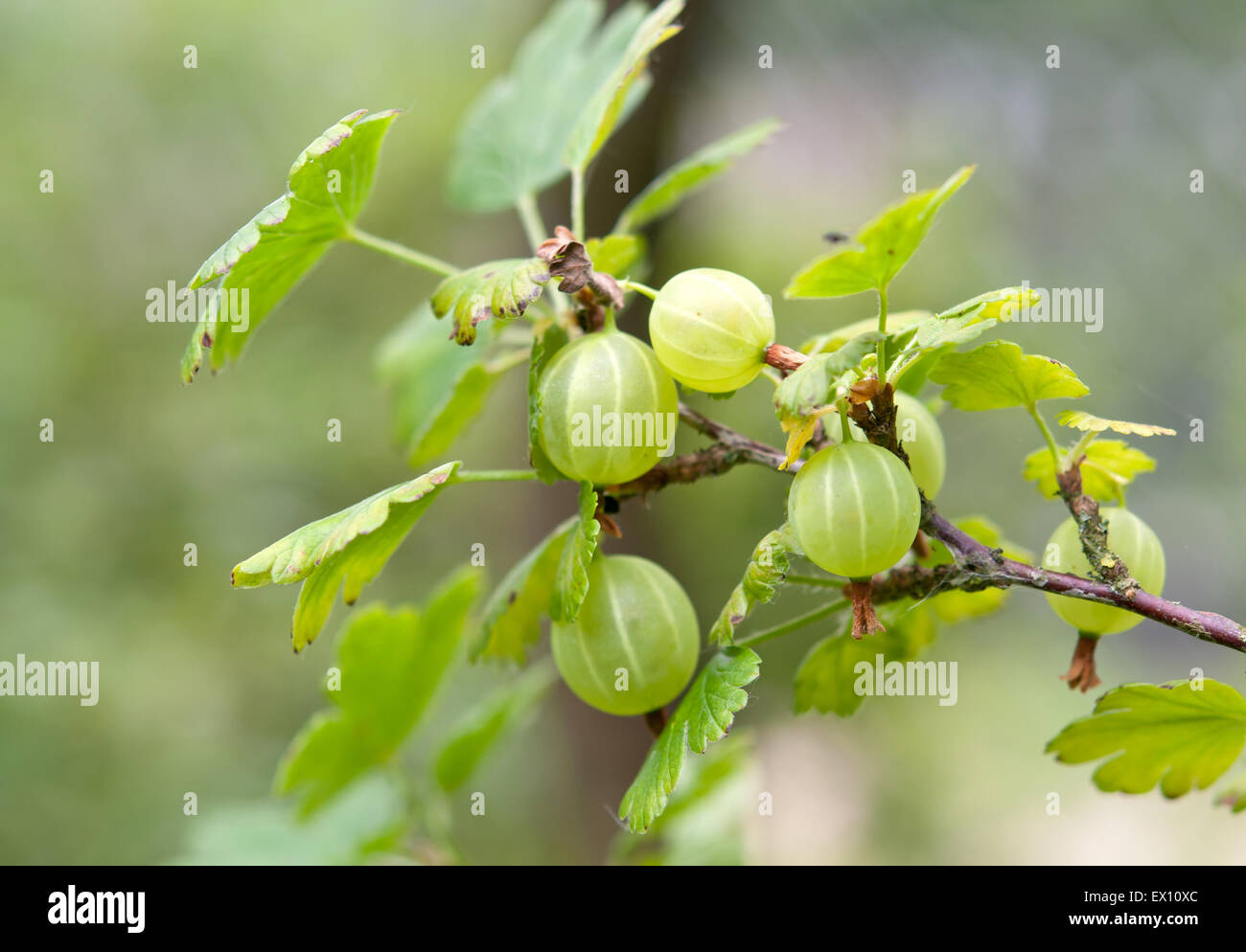 a green gooseberries close up Stock Photo - Alamy