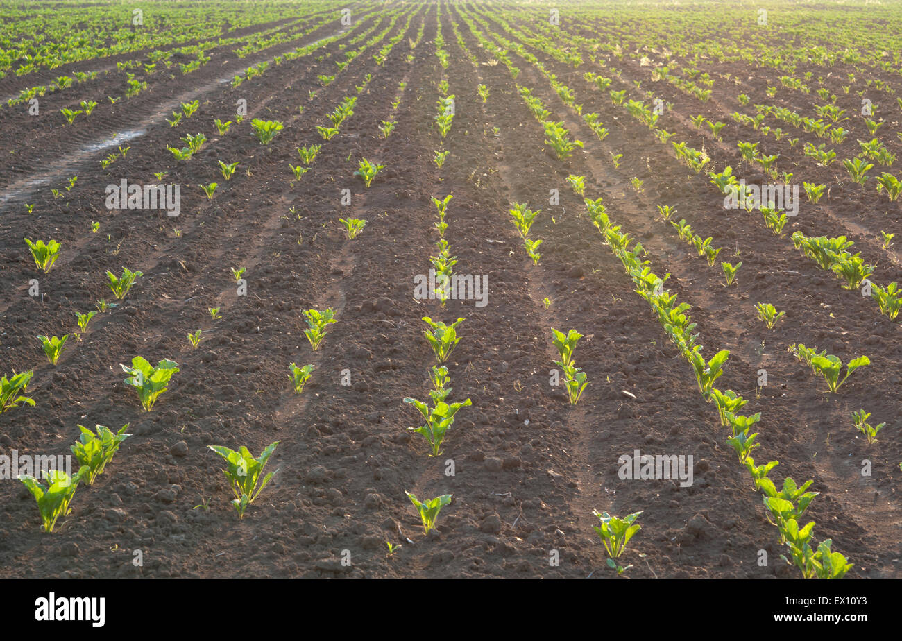 Row tilled crop hi-res stock photography and images - Alamy