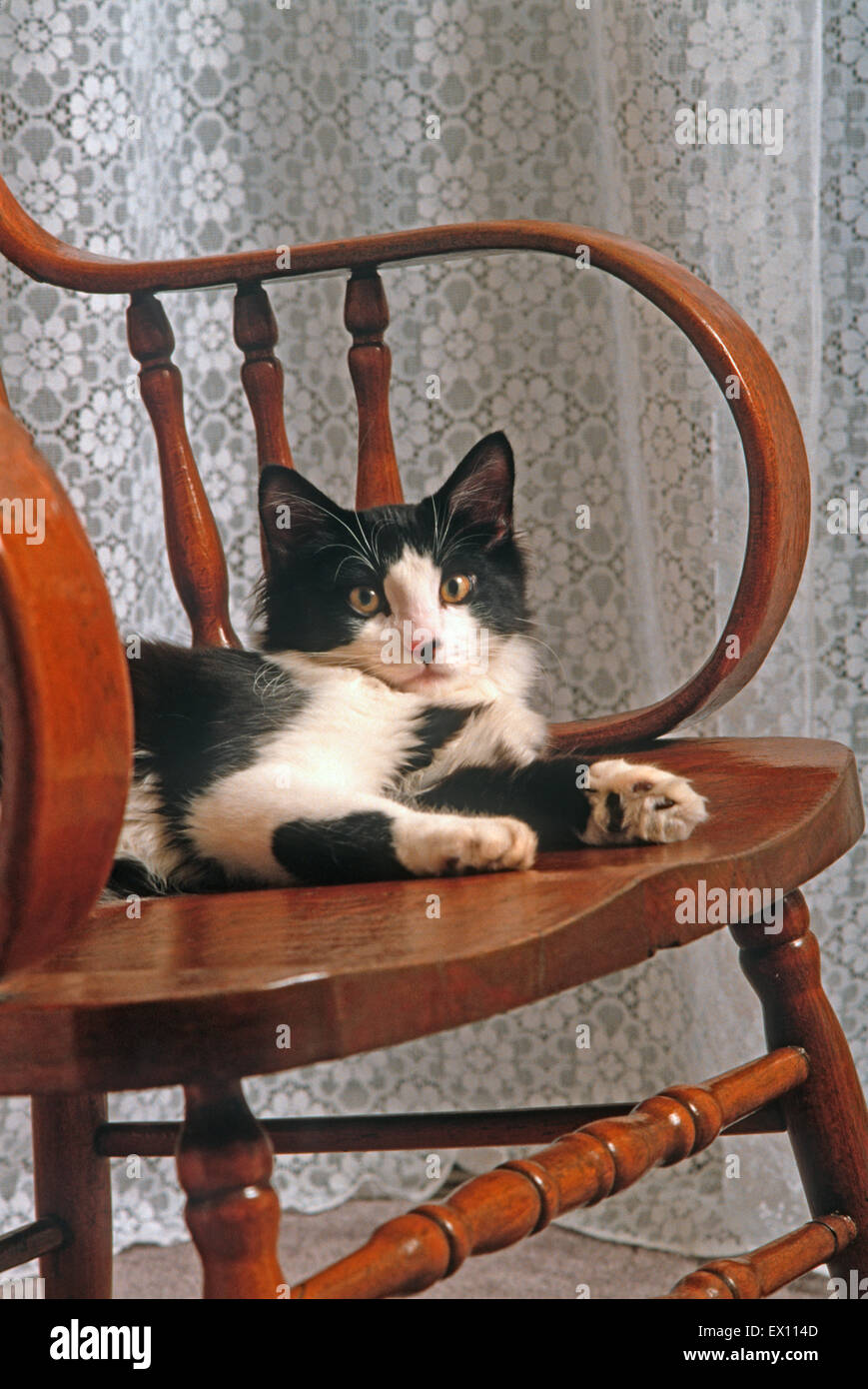 Black and white male domestic long-haired cat on rocking chair Stock ...