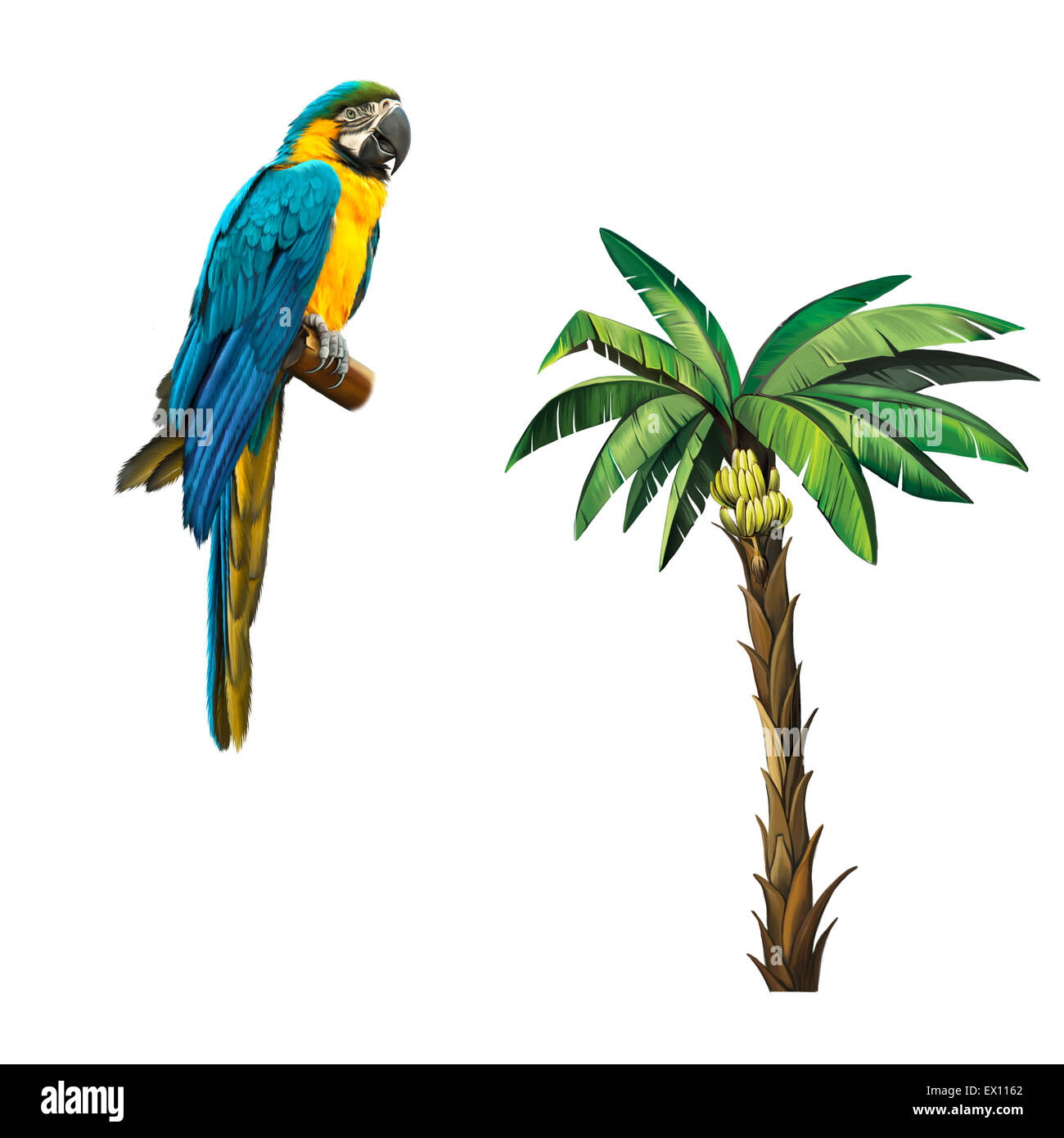 Banana Palm plant tree isolated. Musa acuminata banana Stock Photo - Alamy