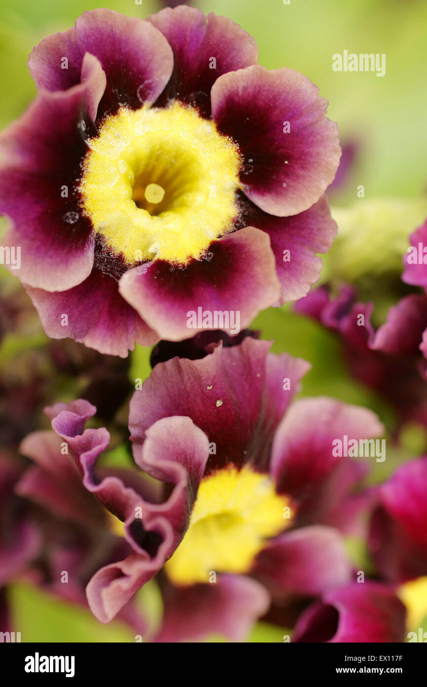 Primrose closeup hi-res stock photography and images - Alamy