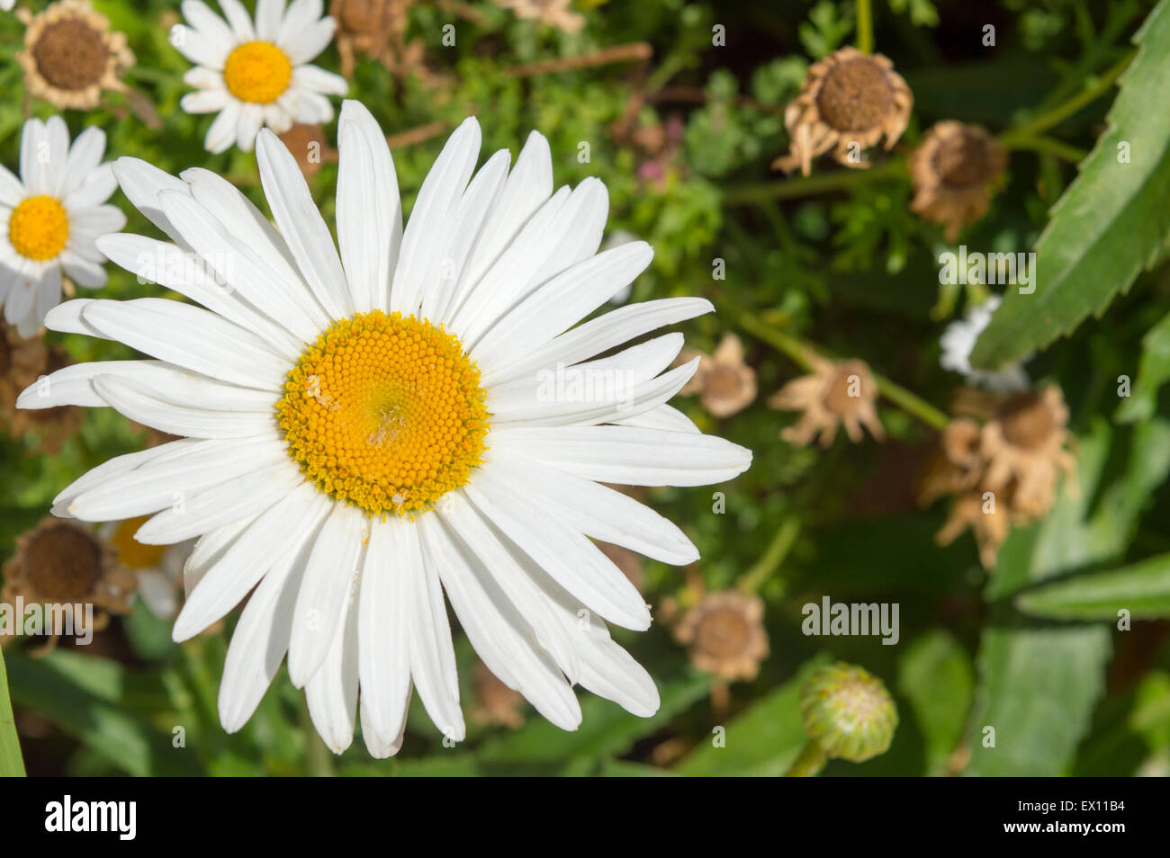 Big daisy hi-res stock photography and images - Alamy