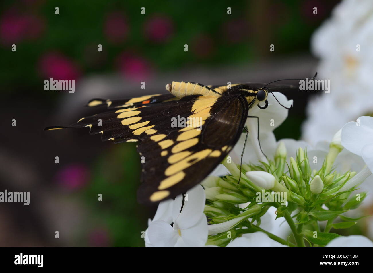 Giant swallowtail, Papilio cresphonte Stock Photo - Alamy