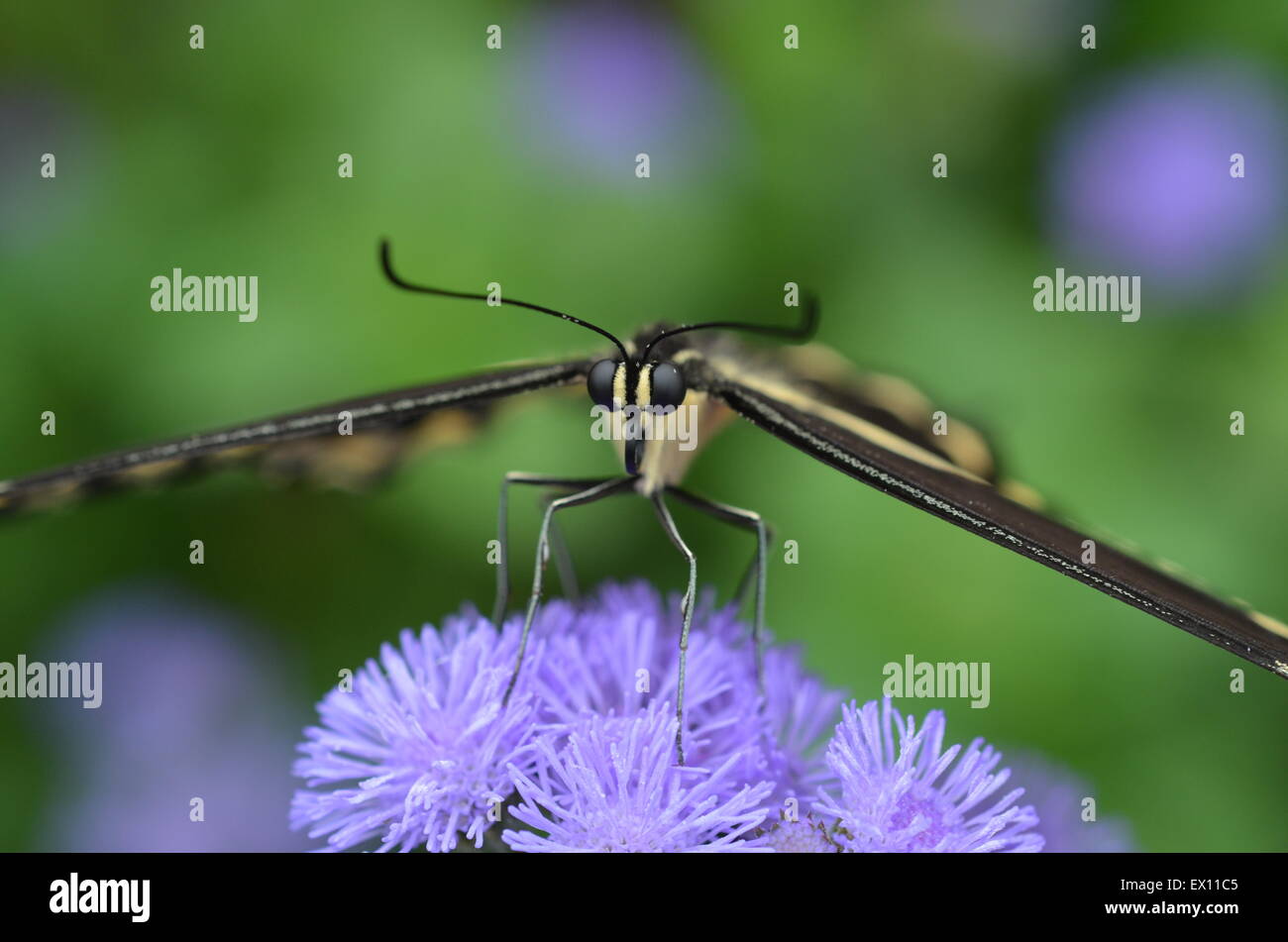 Macro picture of Swallowtail Stock Photo - Alamy