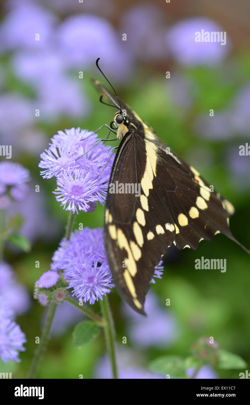 Thoas swallowtail hi-res stock photography and images - Alamy