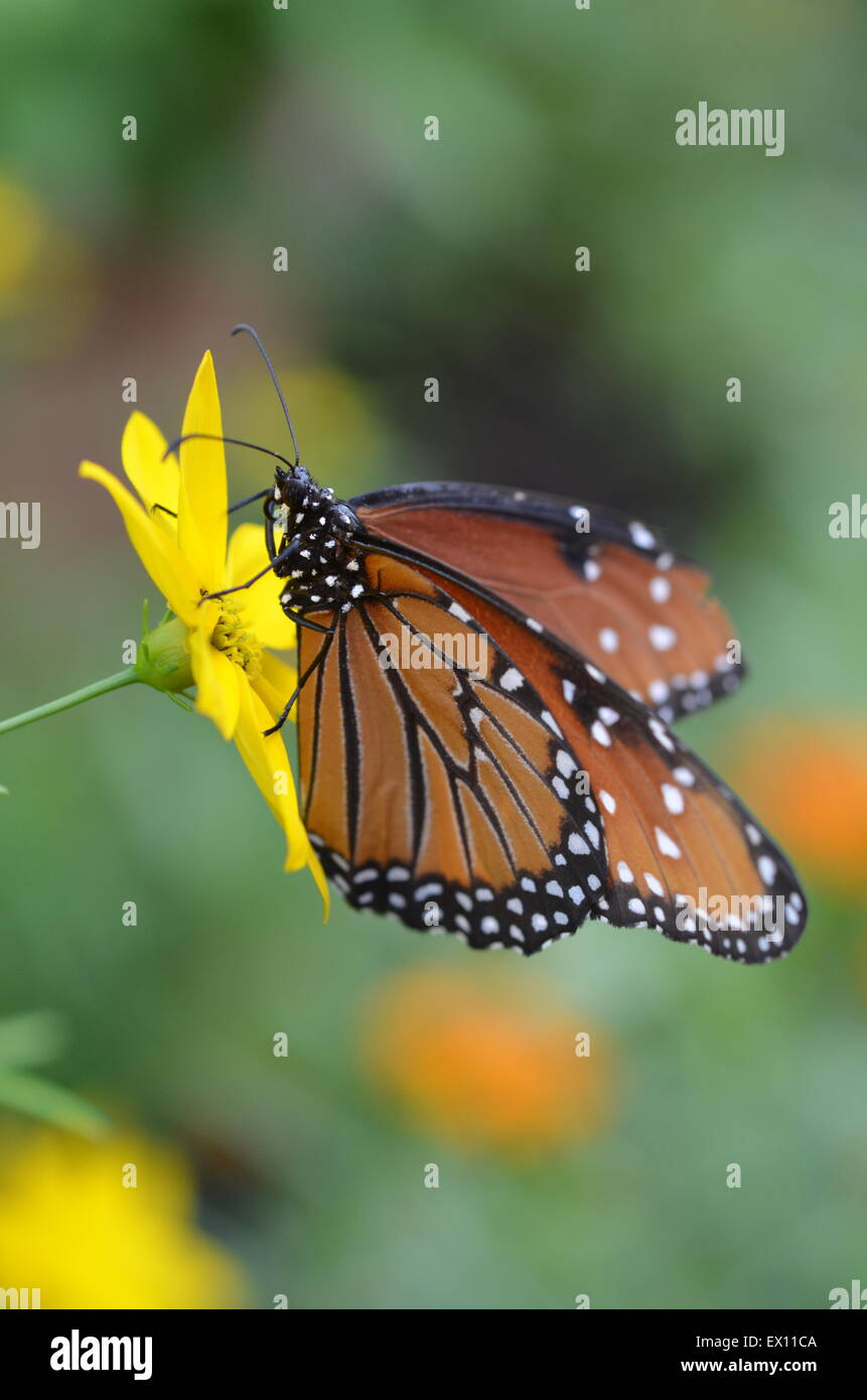 Butterfly full body hi-res stock photography and images - Alamy