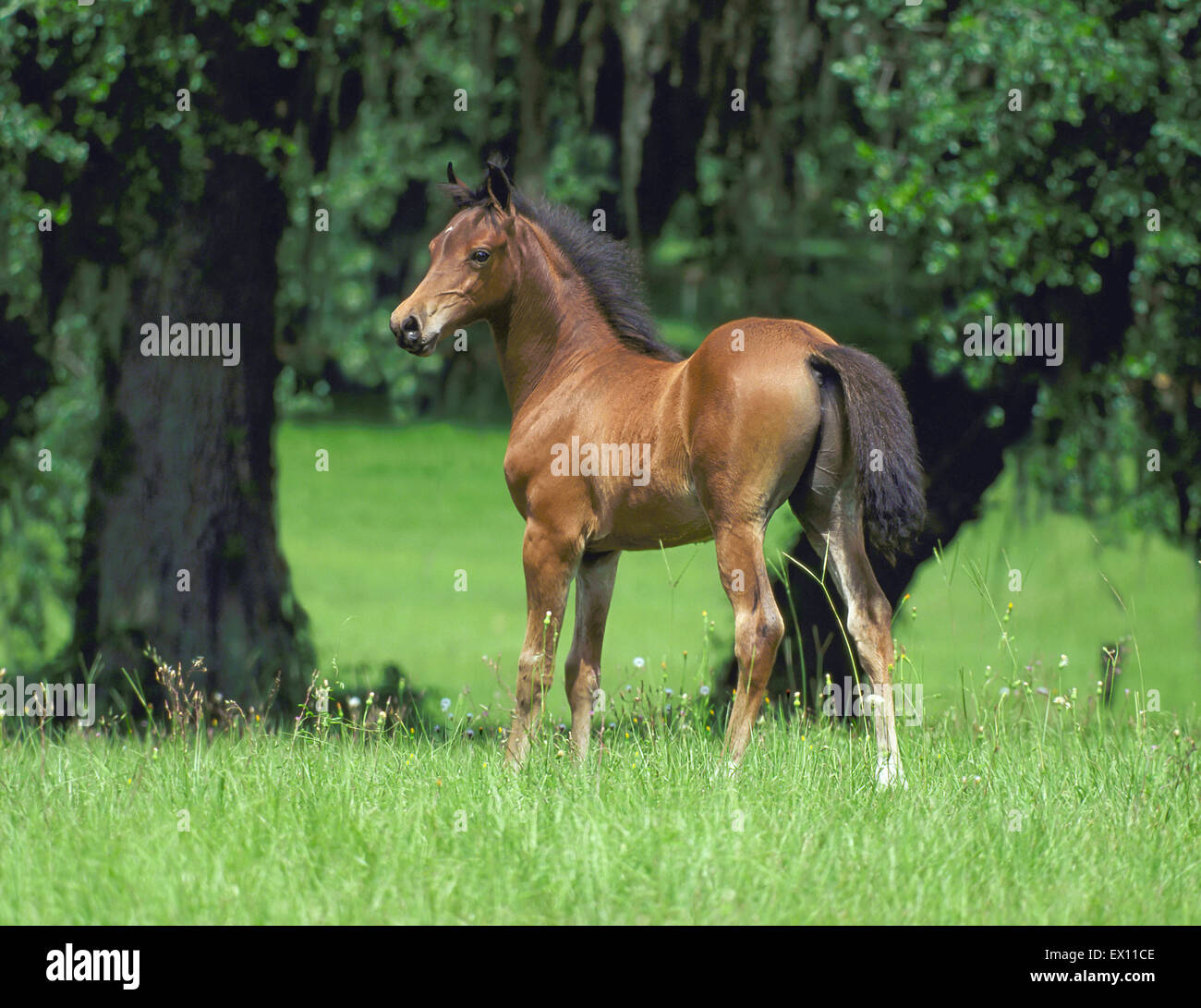 One arabian horse hi-res stock photography and images - Alamy