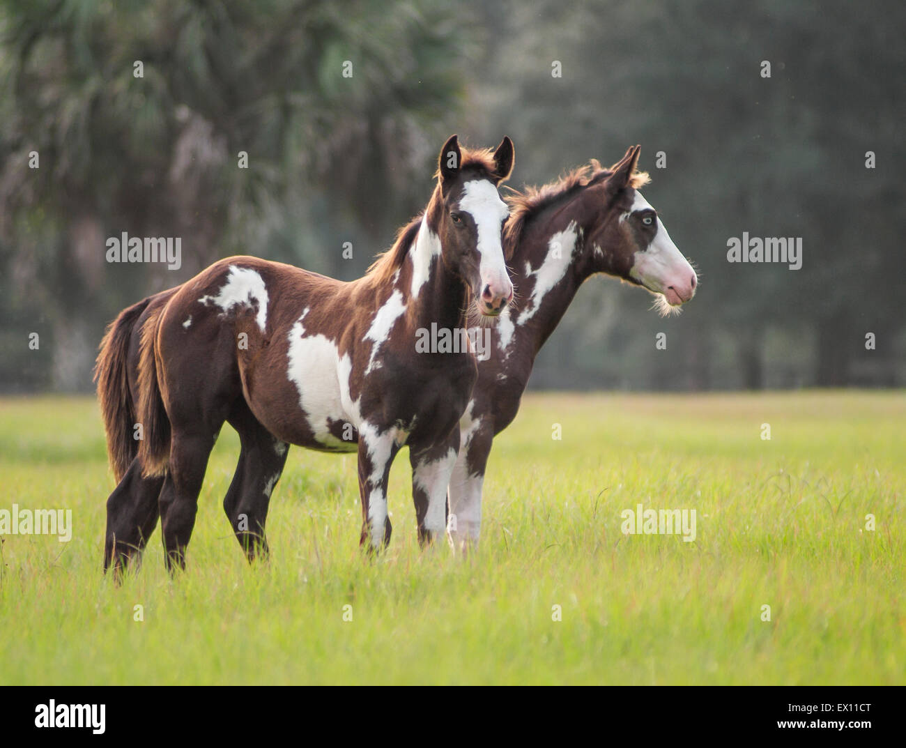 American Paint Horse weanling fillies Stock Photo - Alamy