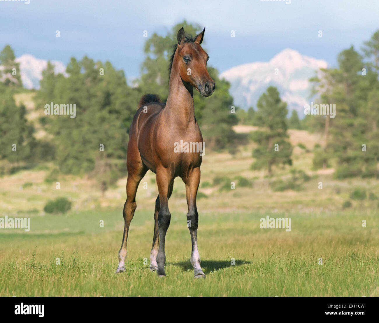 Morgan horse hi-res stock photography and images - Alamy