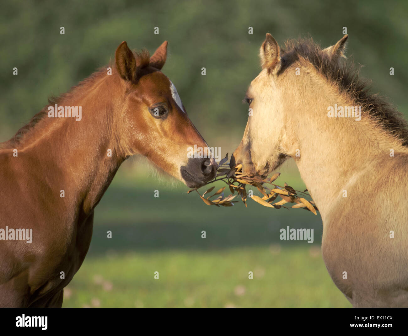 Two foals play with oak branch Stock Photo - Alamy