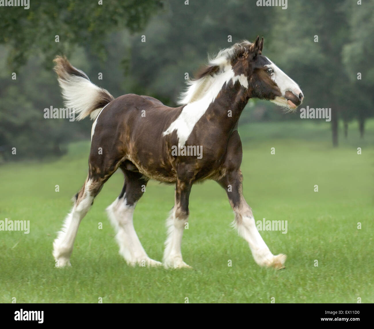 Gypsy Vanner Horse foal colt Stock Photo - Alamy