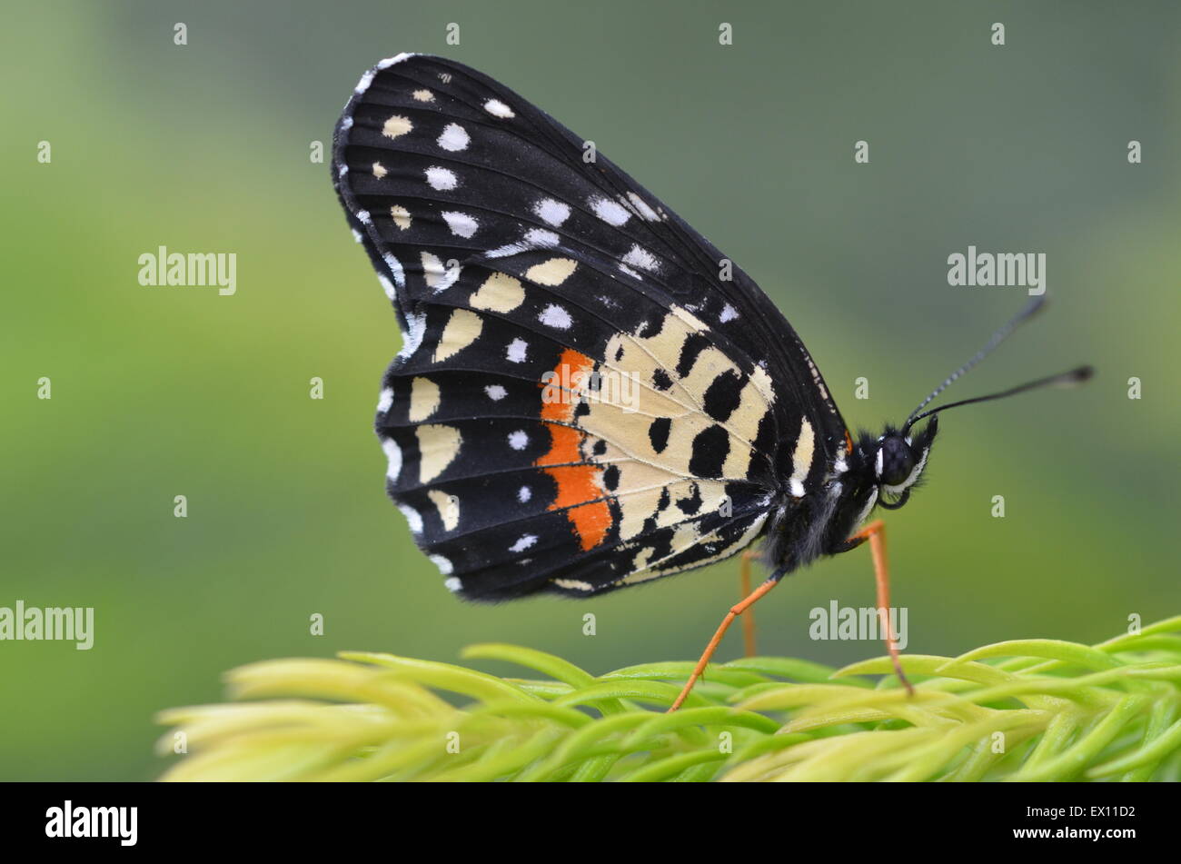 Full body macro hi-res stock photography and images - Alamy