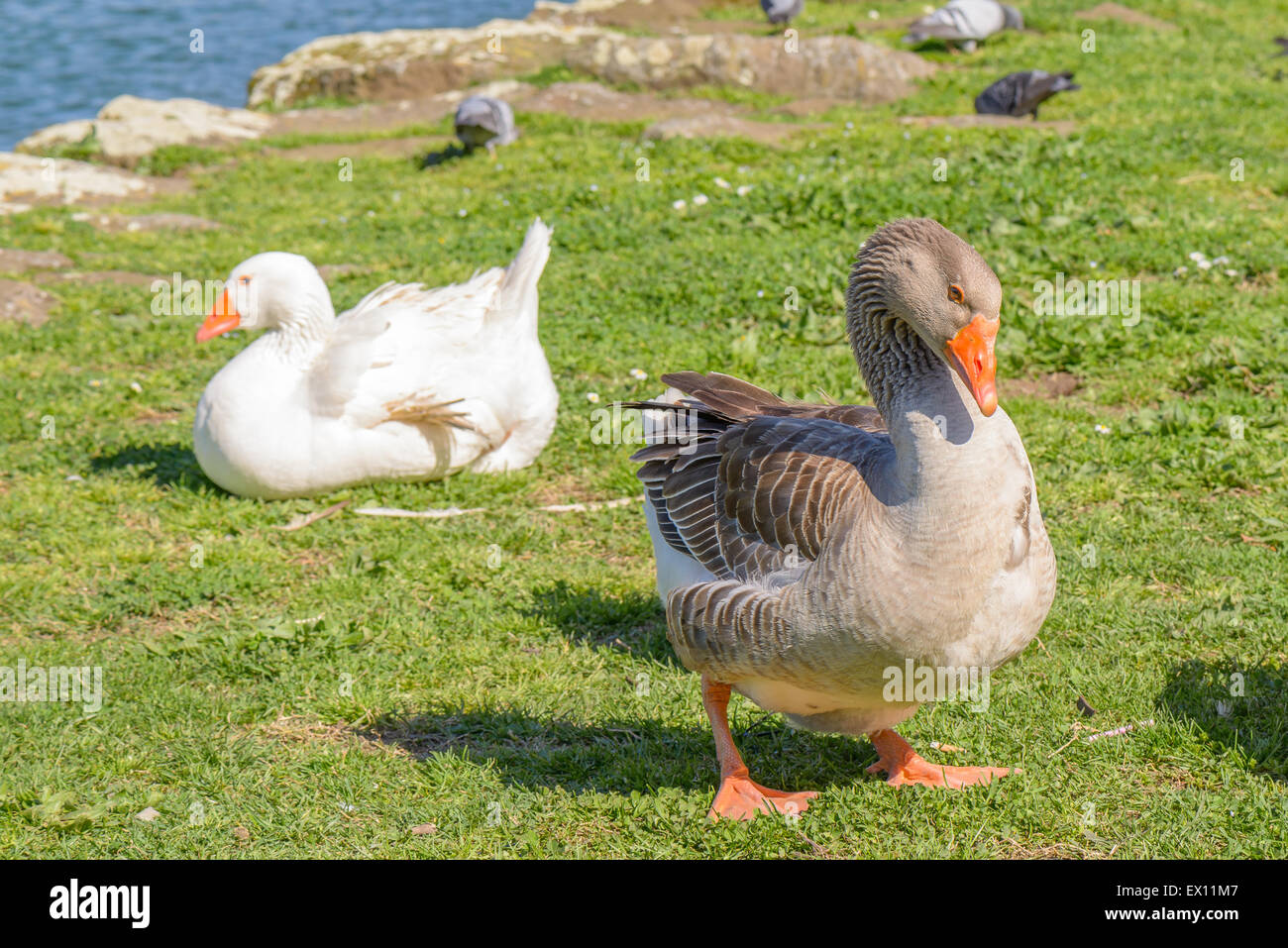 geese in a garden of roma, EUR lake Stock Photo - Alamy