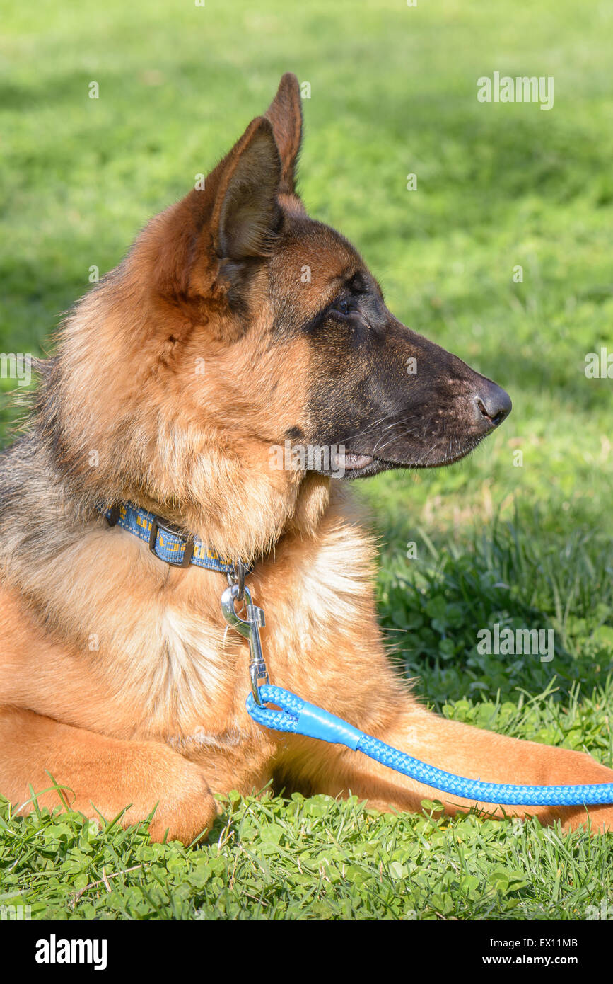Nice dog in a garden in Rome Stock Photo - Alamy