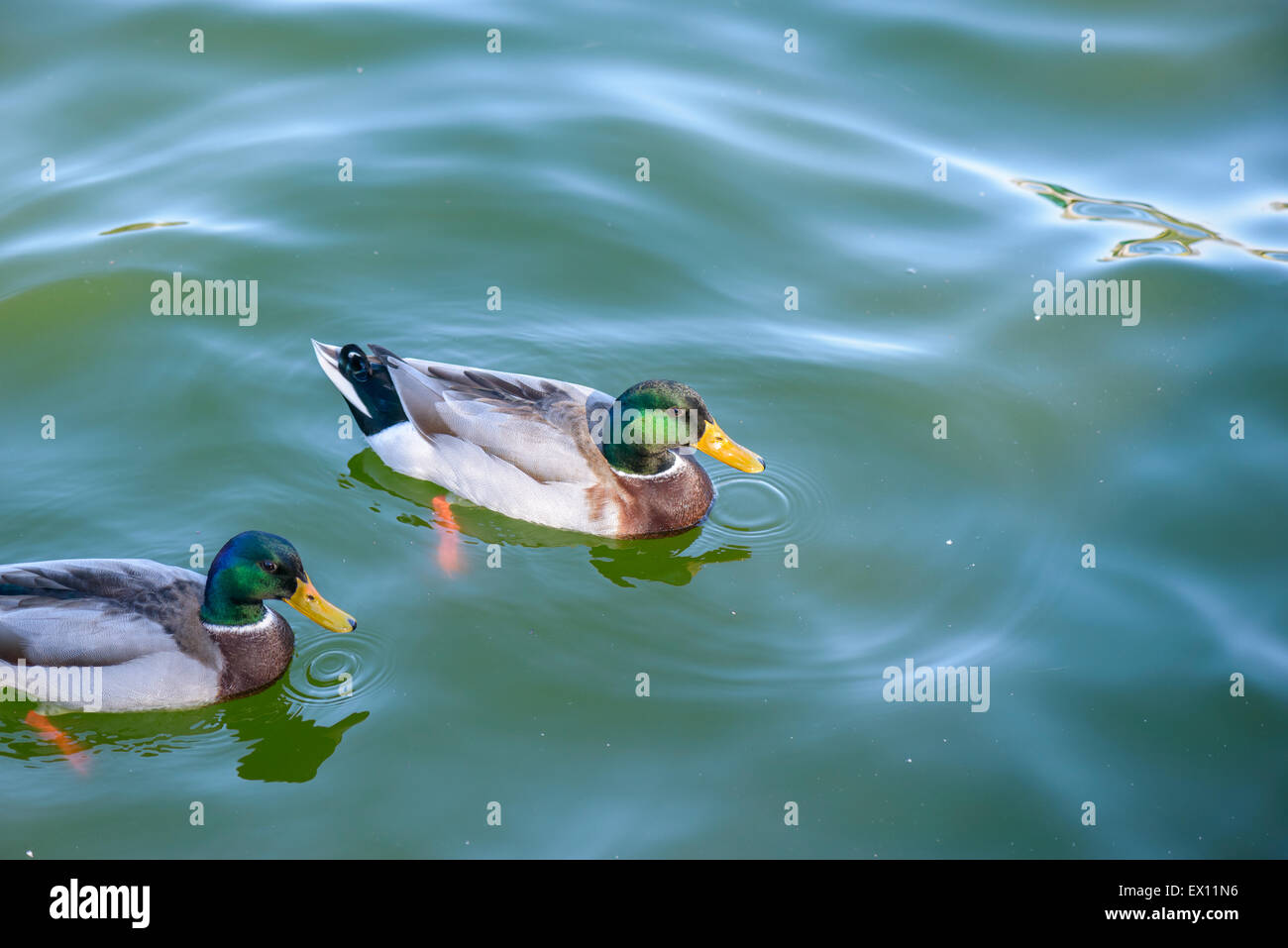 Italy mallard duck rome hi-res stock photography and images - Alamy