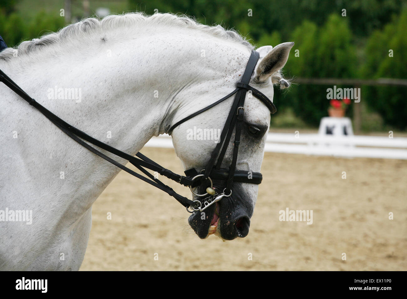 Dressage Horse Head